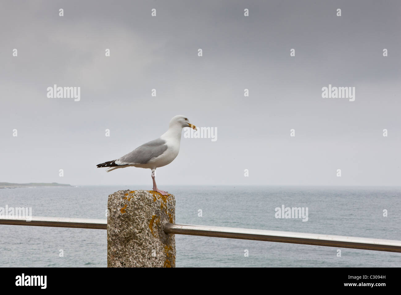 Seagull side view bird hi-res stock photography and images - Alamy