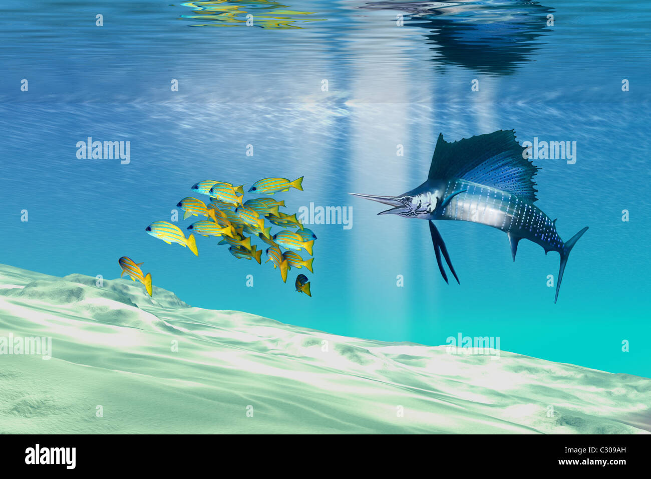 A sailfish hunts prey on a sandy reef Stock Photo - Alamy