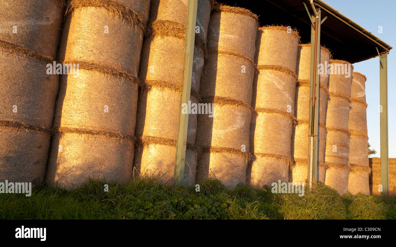 Round bales of straw stored in a Dutch Barn Stock Photo - Alamy