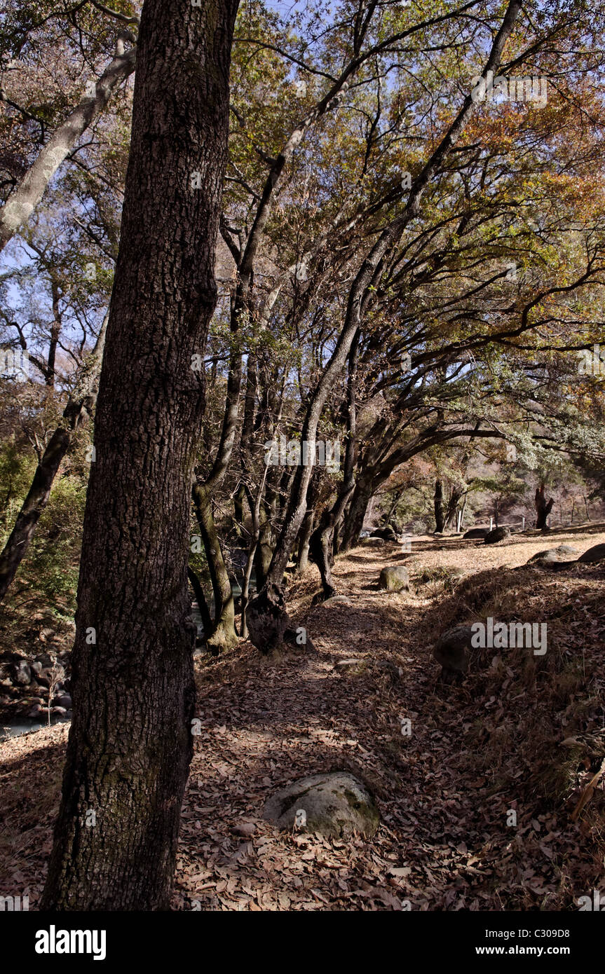 Path crossing an Oak forest Stock Photo - Alamy