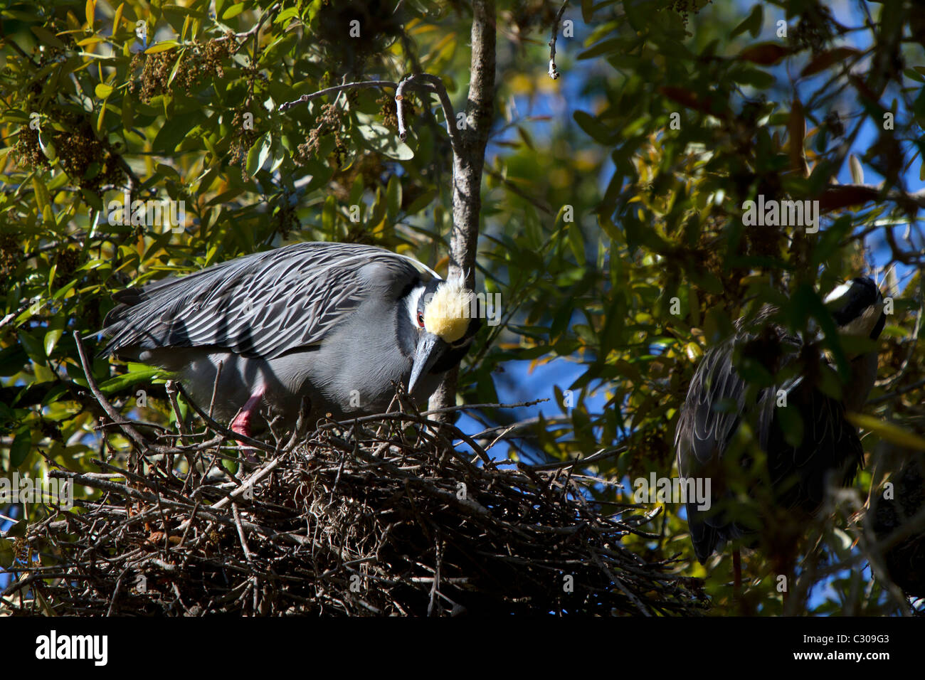 Yellow-crowned Night Heron Stock Photo - Alamy