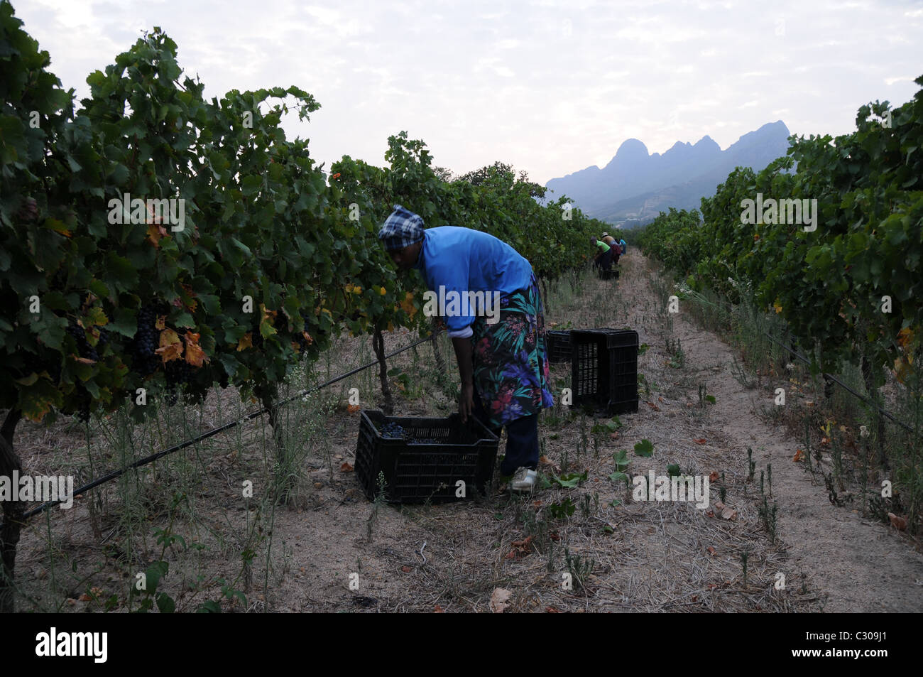 Grapes, grape picking, grape shrubs, workers, hard work Stock Photo - Alamy