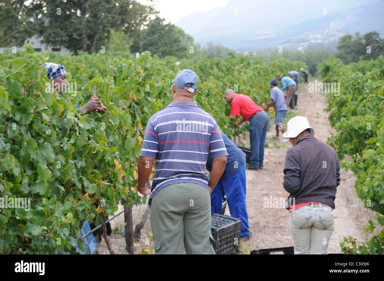 harvest of grapes, day laborers, vineyard Stock Photo - Alamy
