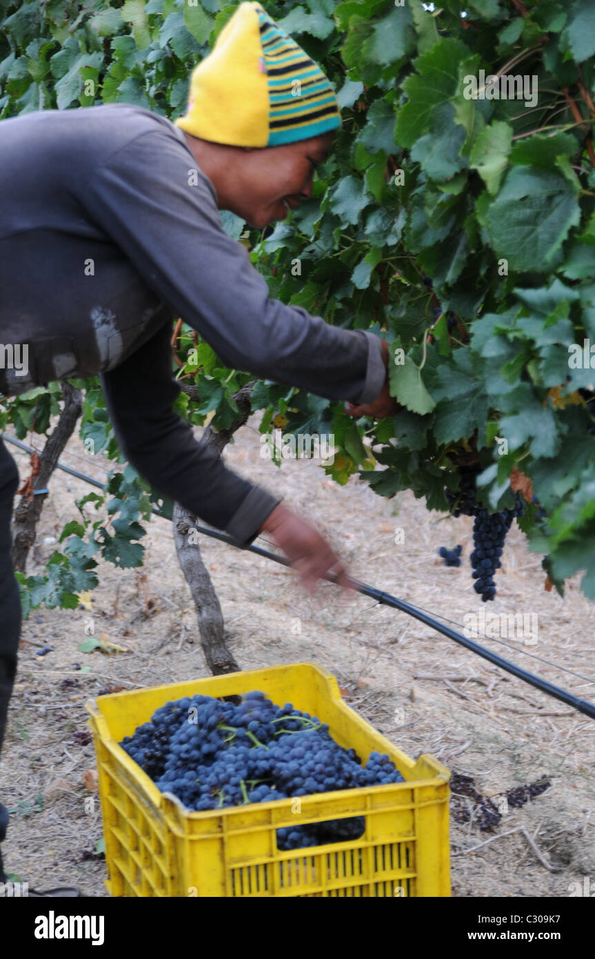 Grapes, grape picking, grape shrubs, workers, hard work Stock Photo - Alamy