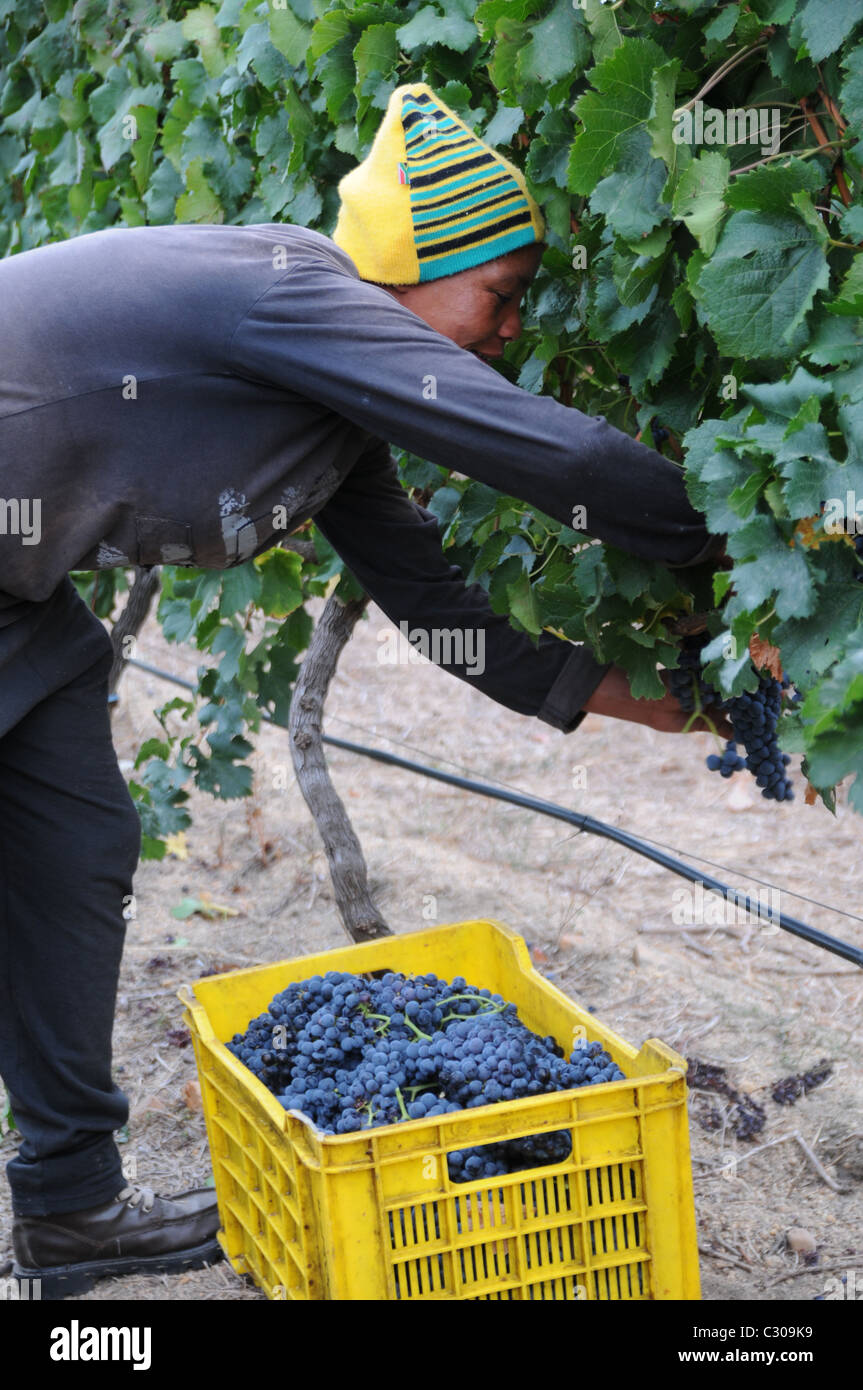 Grapes, grape picking, grape shrubs, workers, hard work Stock Photo - Alamy