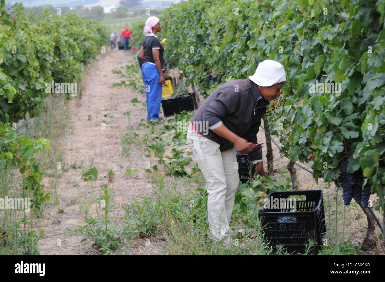 harvest of grapes, day laborers, vineyard Stock Photo - Alamy