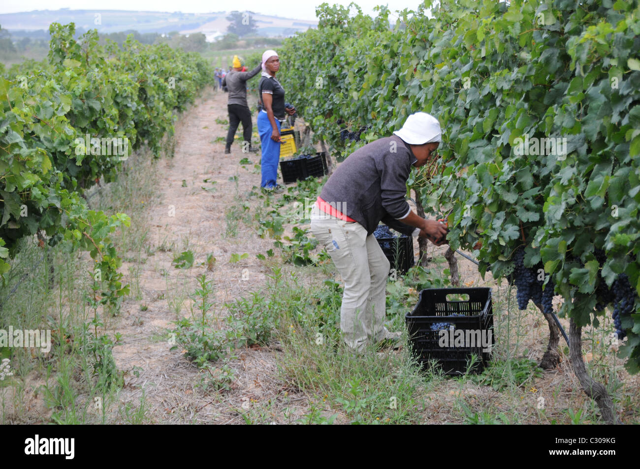 harvest of grapes, day laborers, vineyard Stock Photo - Alamy