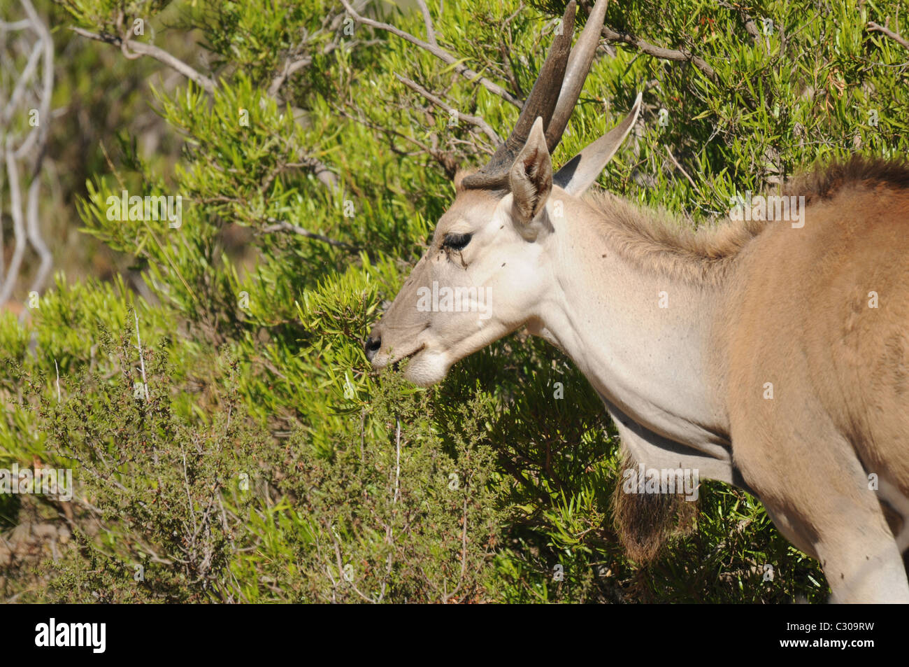 Eland antelope hi-res stock photography and images - Alamy