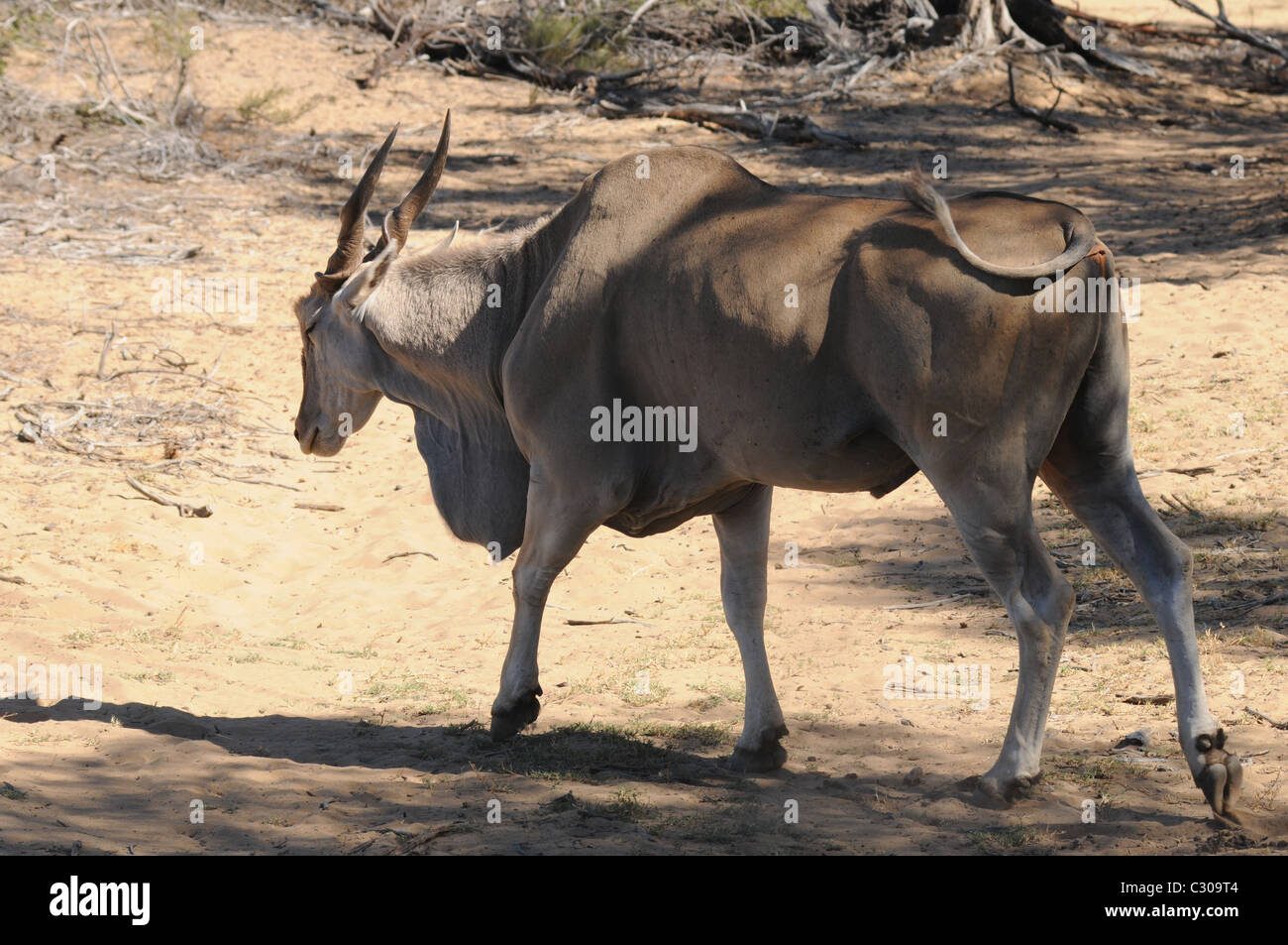 Common Eland, Eland antelope Stock Photo - Alamy