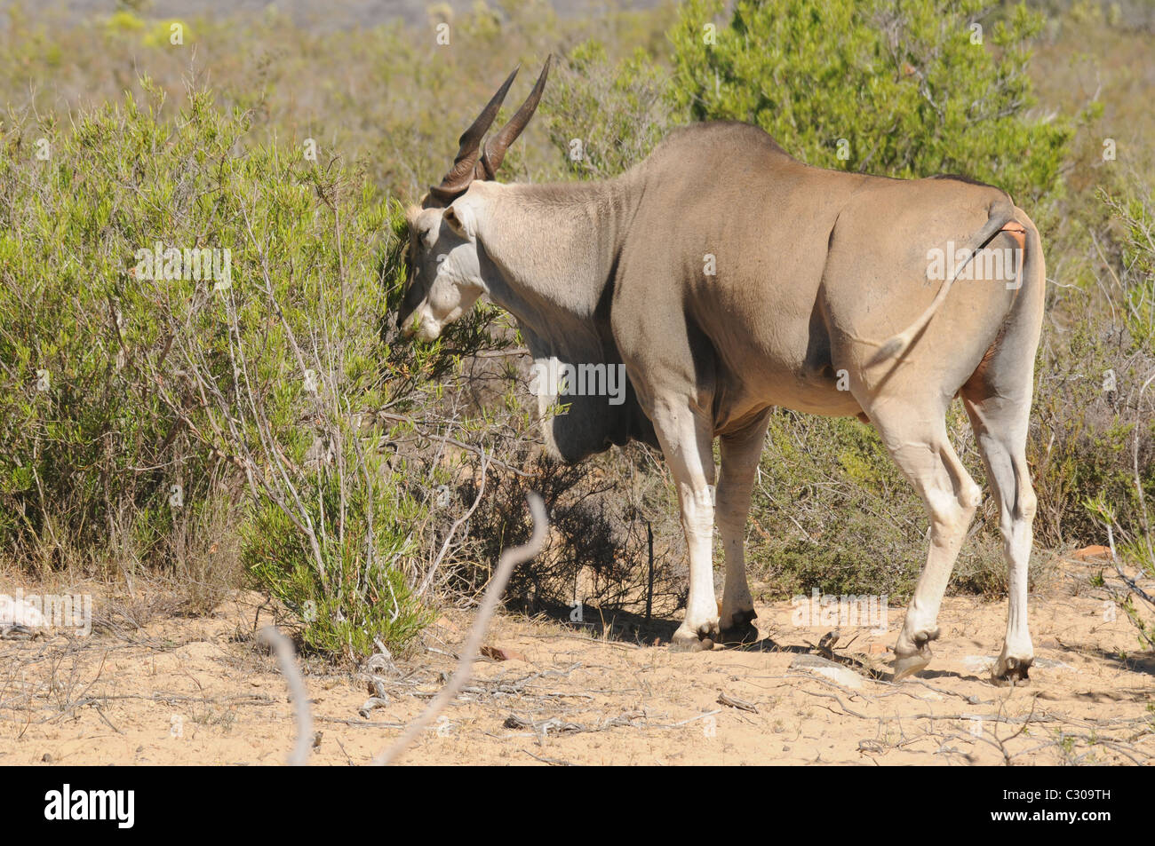 Common Eland, Eland antelope Stock Photo - Alamy