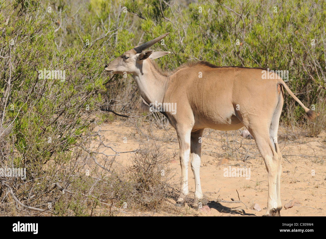 Common Eland, Eland antelope Stock Photo - Alamy