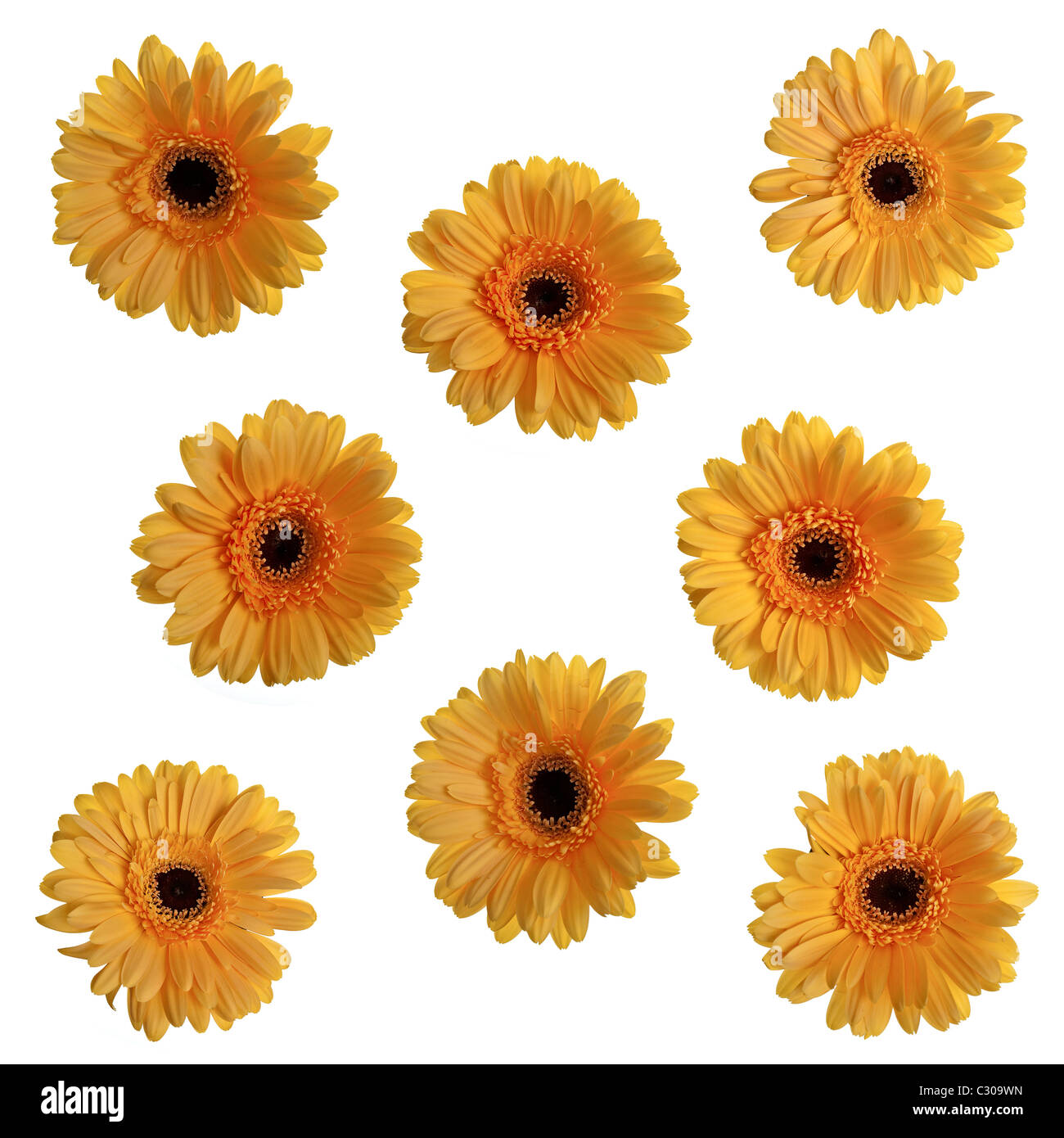 Yellow gerbera flowers isolated on white background Stock Photo - Alamy
