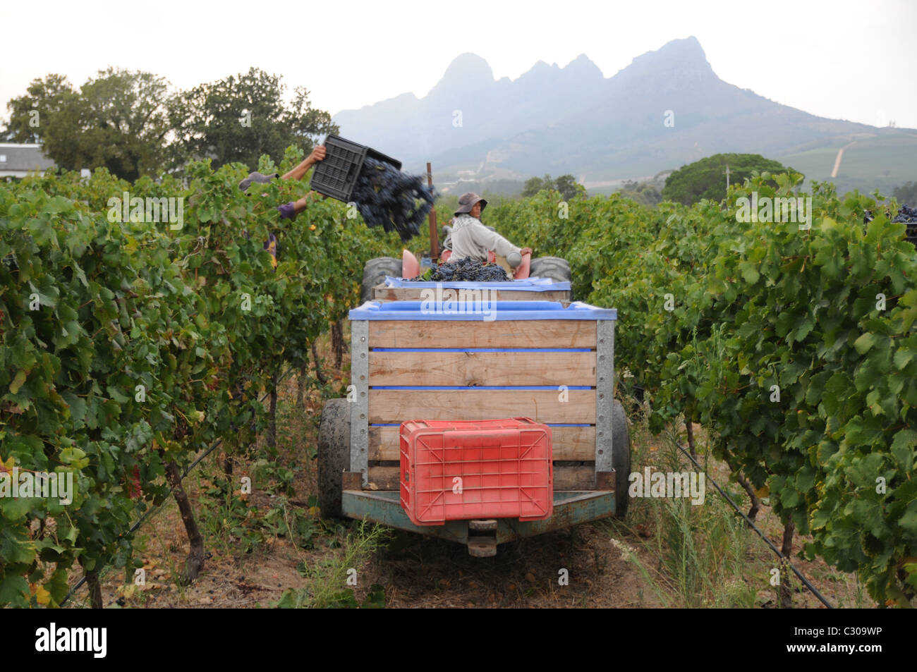 harvest of grapes, day laborers, vineyard Stock Photo - Alamy