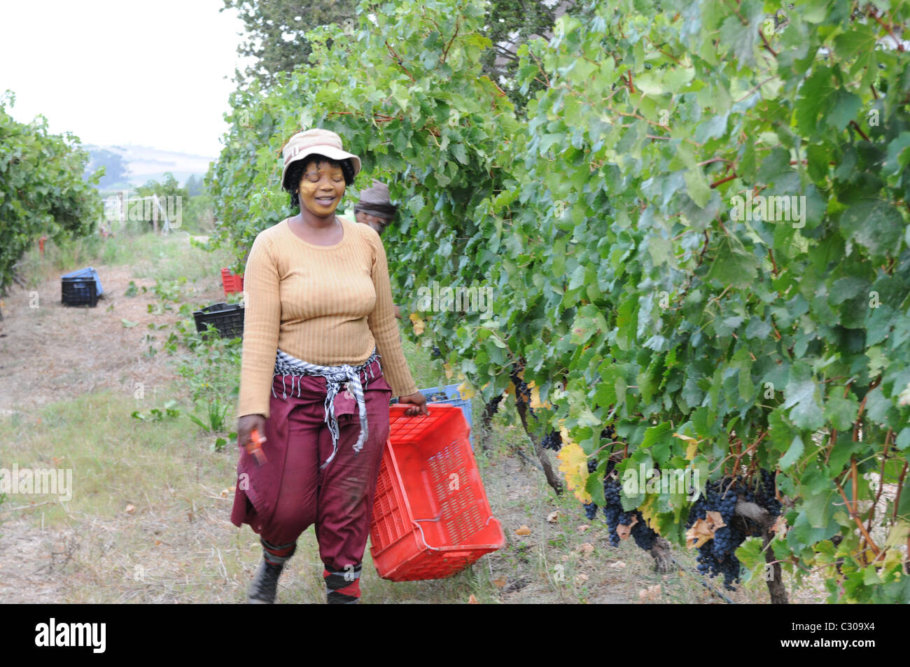 Work in the vineyard hi-res stock photography and images - Alamy
