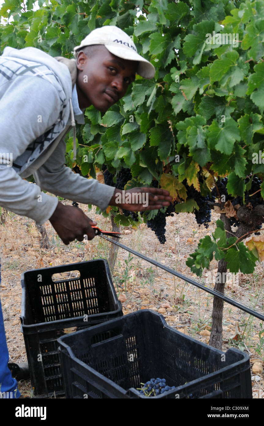 Grapes, grape picking, grape shrubs, workers, hard work Stock Photo - Alamy