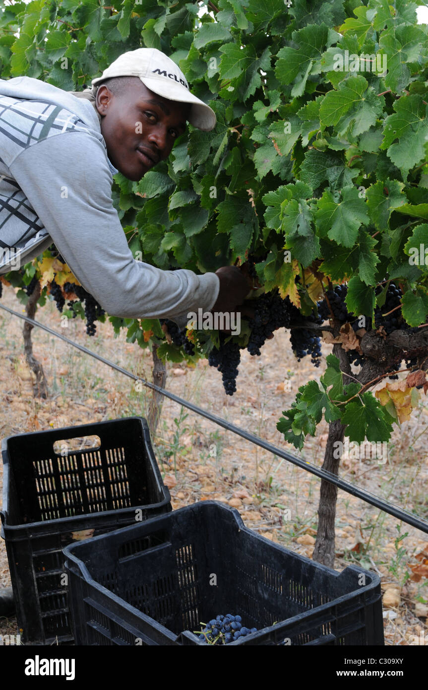 Day laborers who work in the vineyard Stock Photo - Alamy