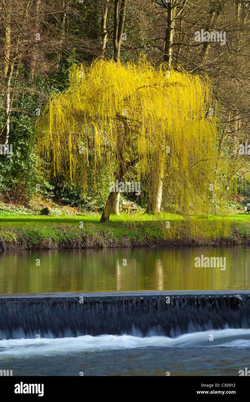 Weeping willow river hi-res stock photography and images - Alamy