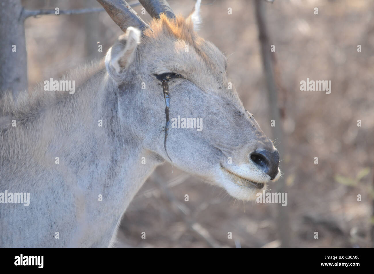 Crying Eland just days before she died Stock Photo - Alamy