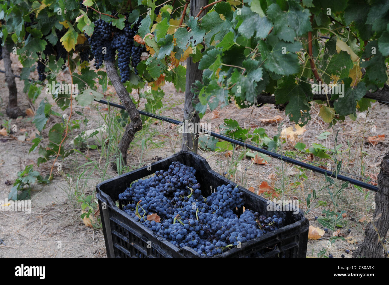Harvesting of grapes, hire workers, hard work, grape bushes Stock Photo ...