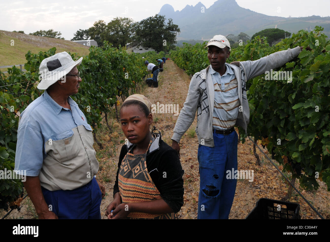 Harvesting of grapes, hire workers, hard work, grape bushes Stock Photo ...