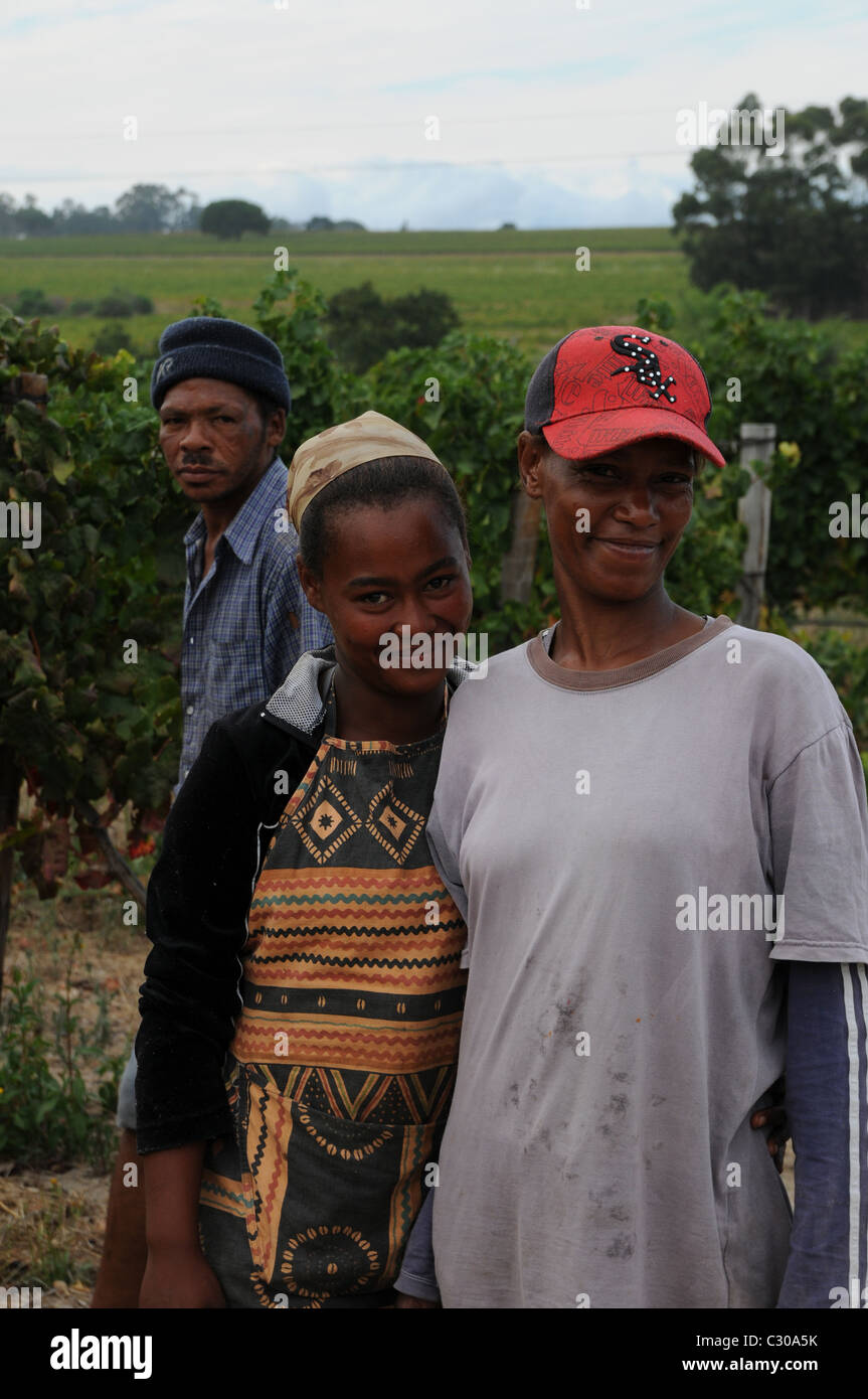 Workers taking a break in the harvest early morning in the field Stock ...