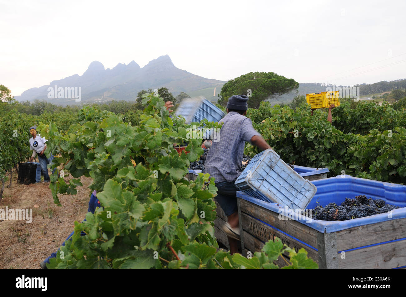 Grape picking hi-res stock photography and images - Alamy