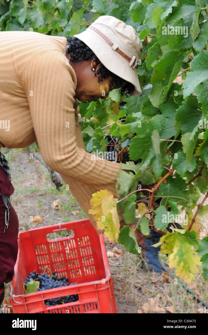 Grapes, grape picking, grape shrubs, workers, hard work Stock Photo - Alamy