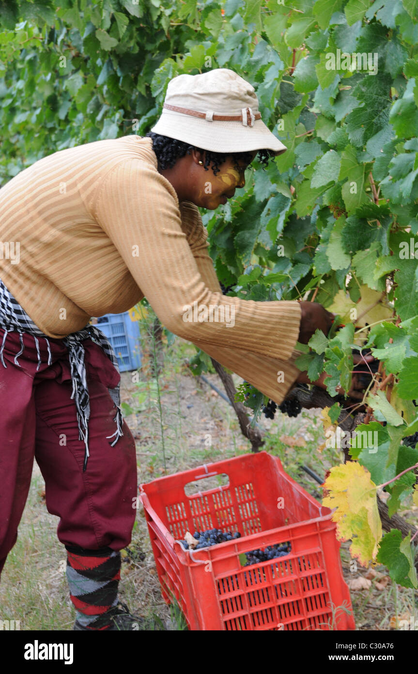 Harvesting of grapes, hire workers, hard work, grape bushes Stock Photo ...