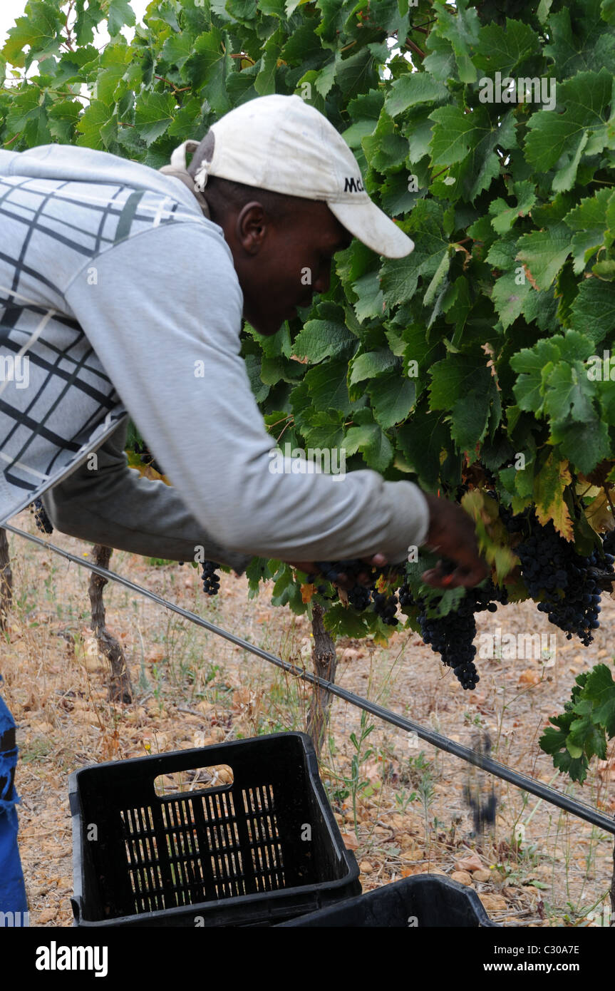 Grapes, grape picking, grape shrubs, workers, hard work Stock Photo - Alamy