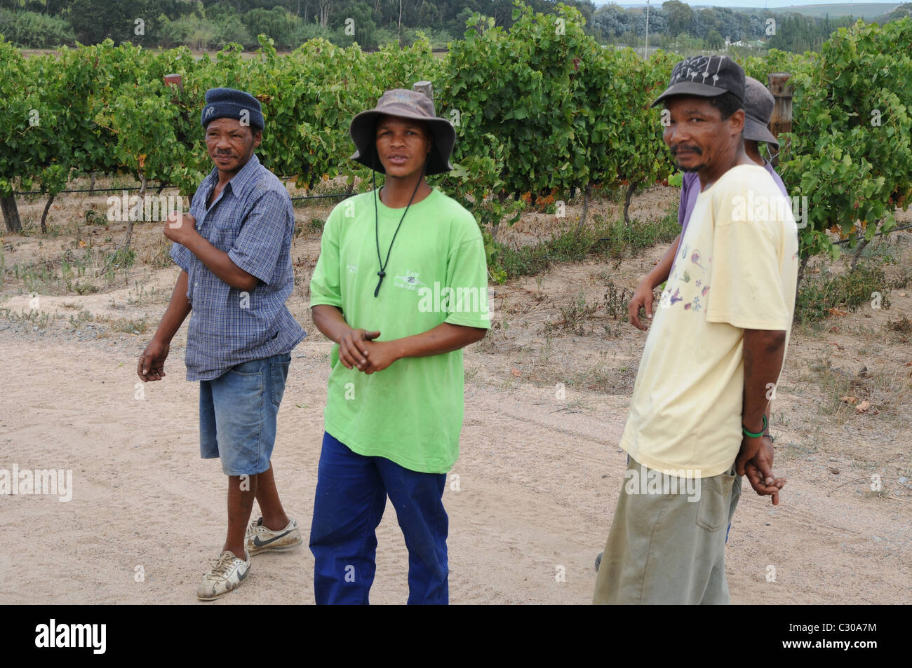 Workers taking a break in the harvest early morning in the field Stock ...