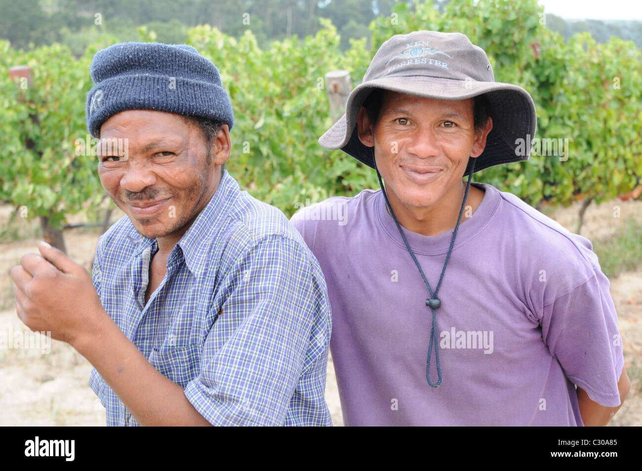 Workers taking a break in the harvest early morning in the field Stock ...