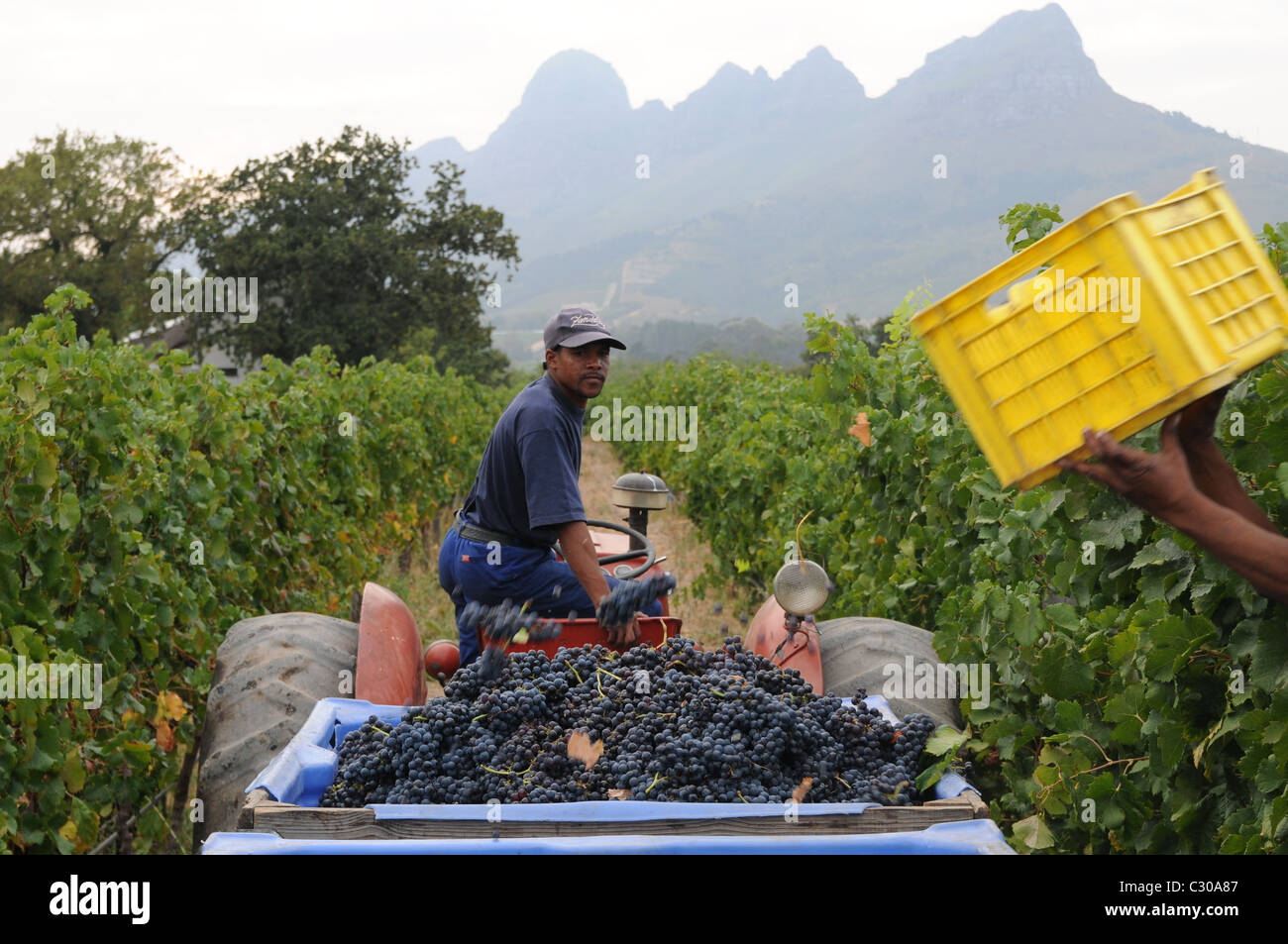 Grapes, grape picking, grape shrubs, workers, hard work Stock Photo - Alamy