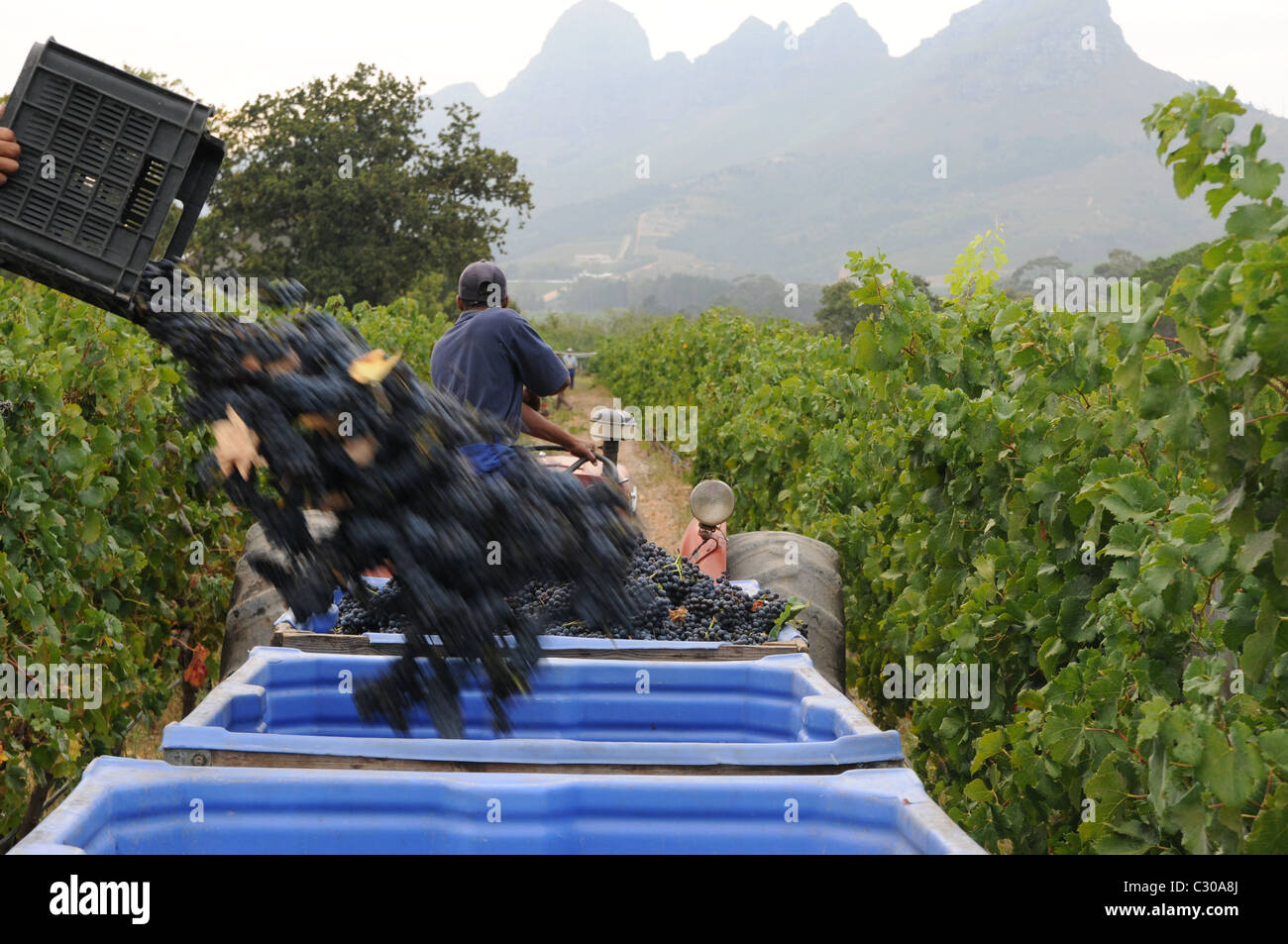 Grapes, grape picking, grape shrubs, workers, hard work Stock Photo - Alamy