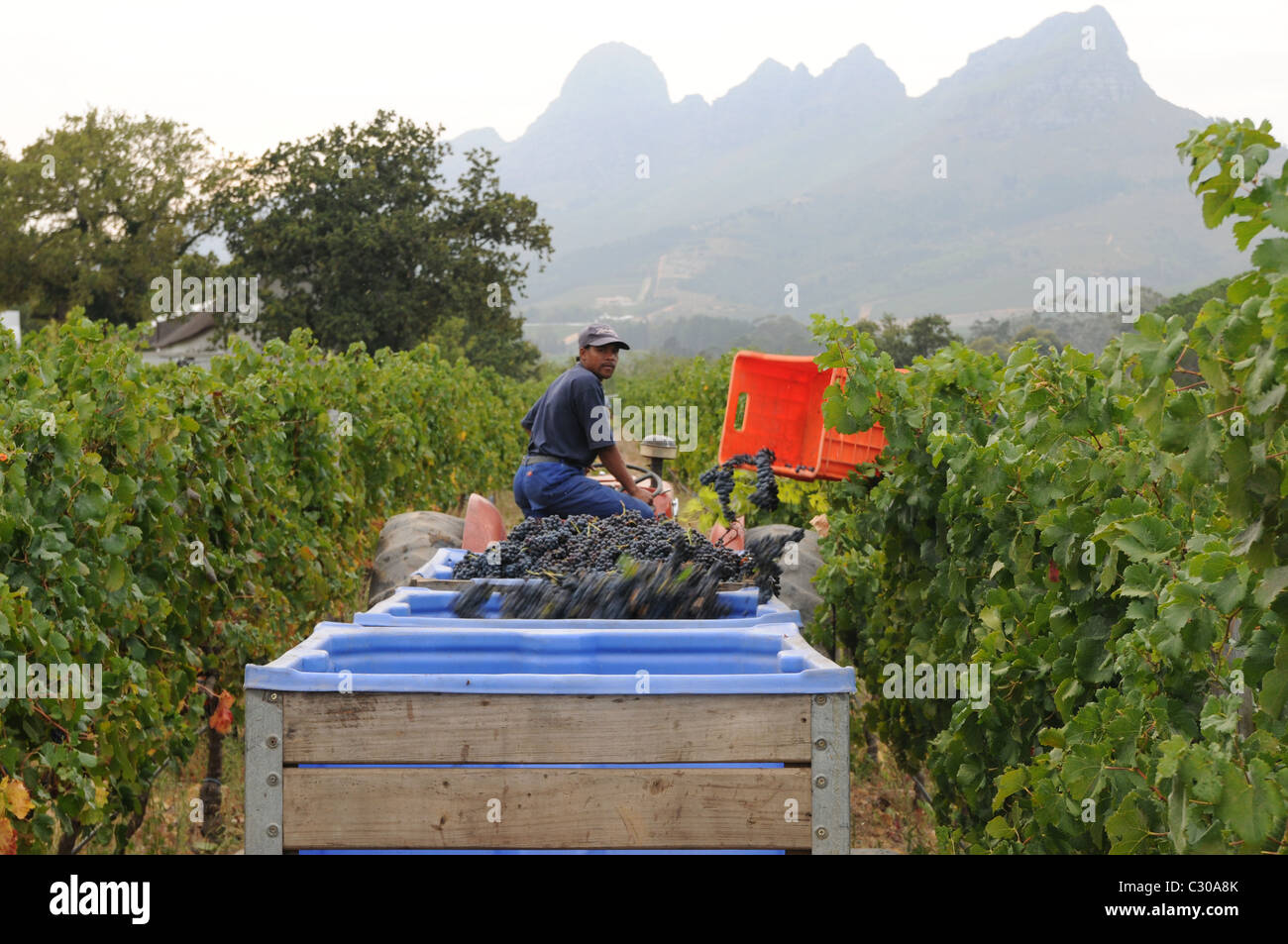 Grapes, grape picking, grape shrubs, workers, hard work Stock Photo - Alamy