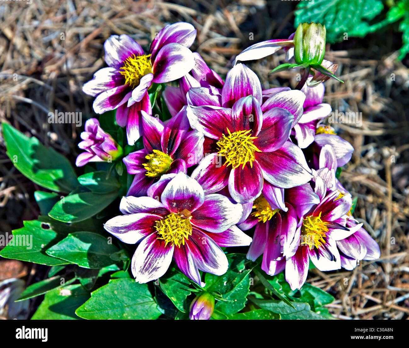 Colorful Daisies in a flower garden Stock Photo - Alamy