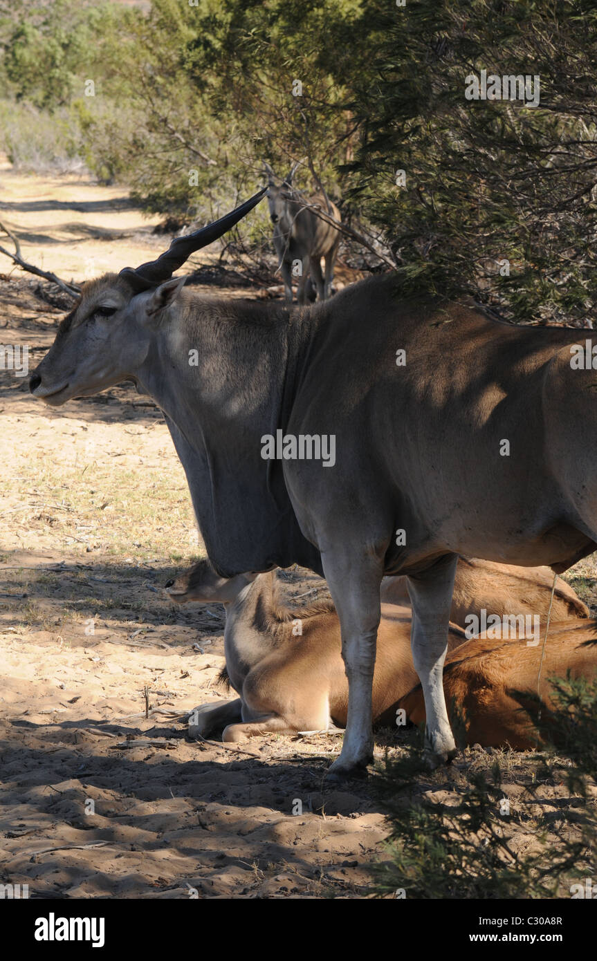 Big antelope eland hi-res stock photography and images - Alamy