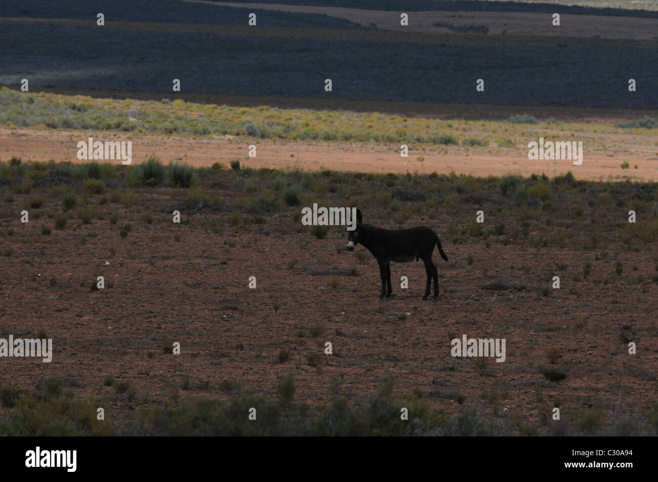 Donkey in the semi-desert, small donkey on a large landscape Stock ...