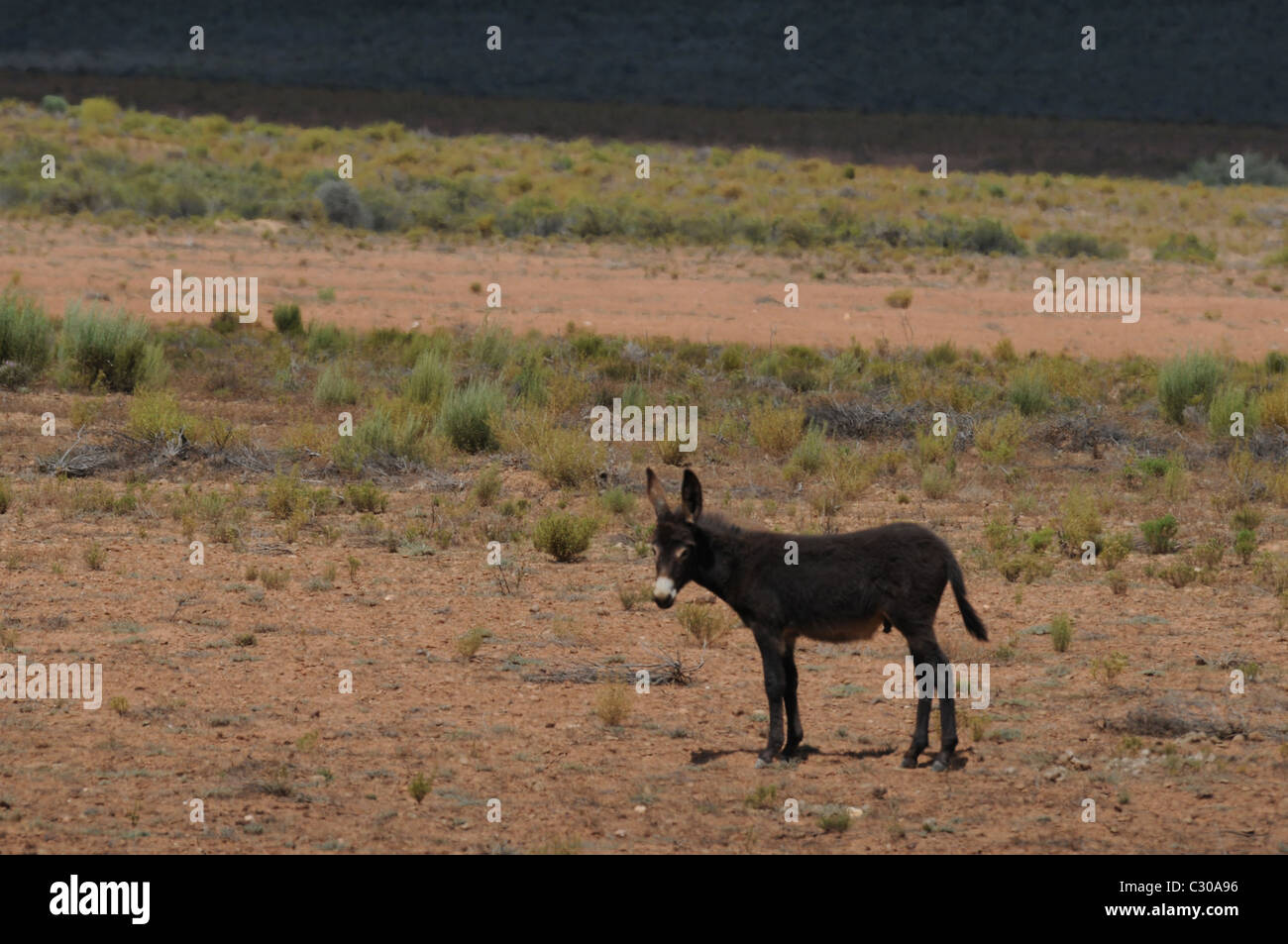 Donkey in the semi-desert, small donkey on a large landscape Stock ...