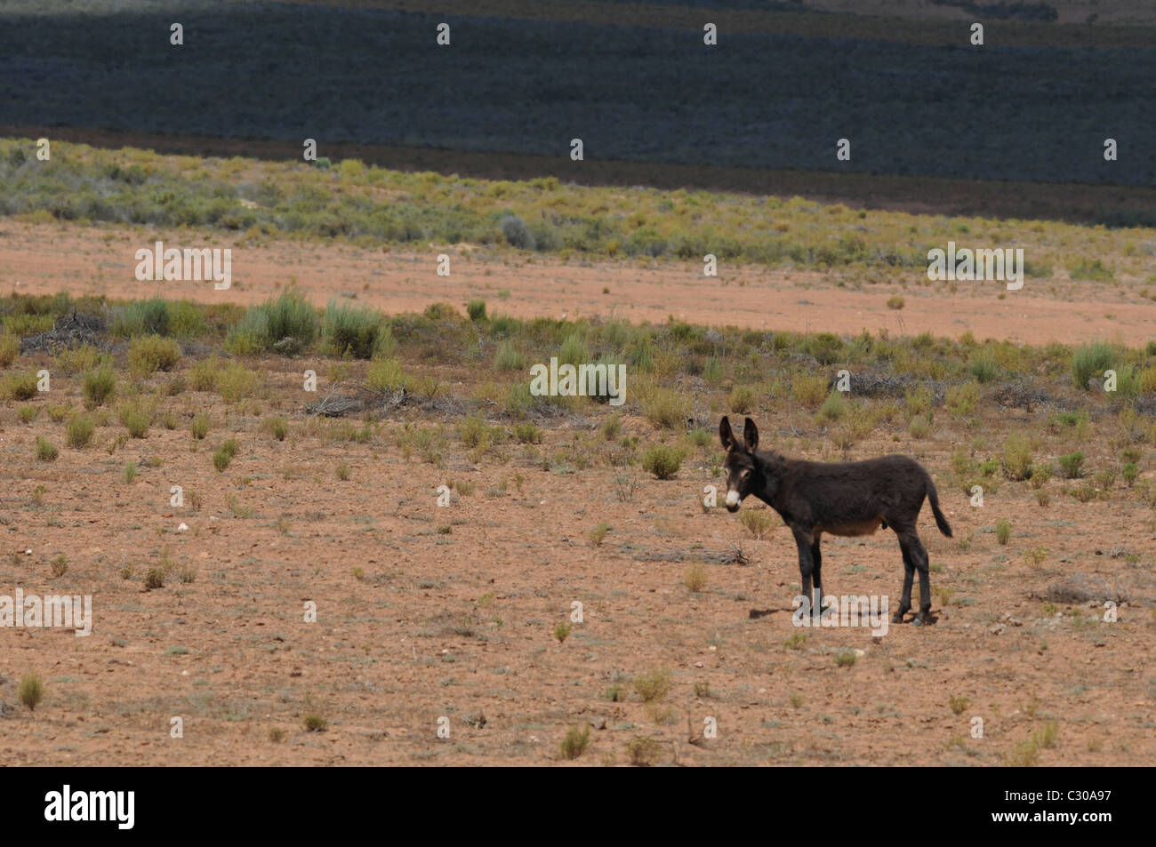 Donkey in the semi-desert, small donkey on a large landscape Stock ...
