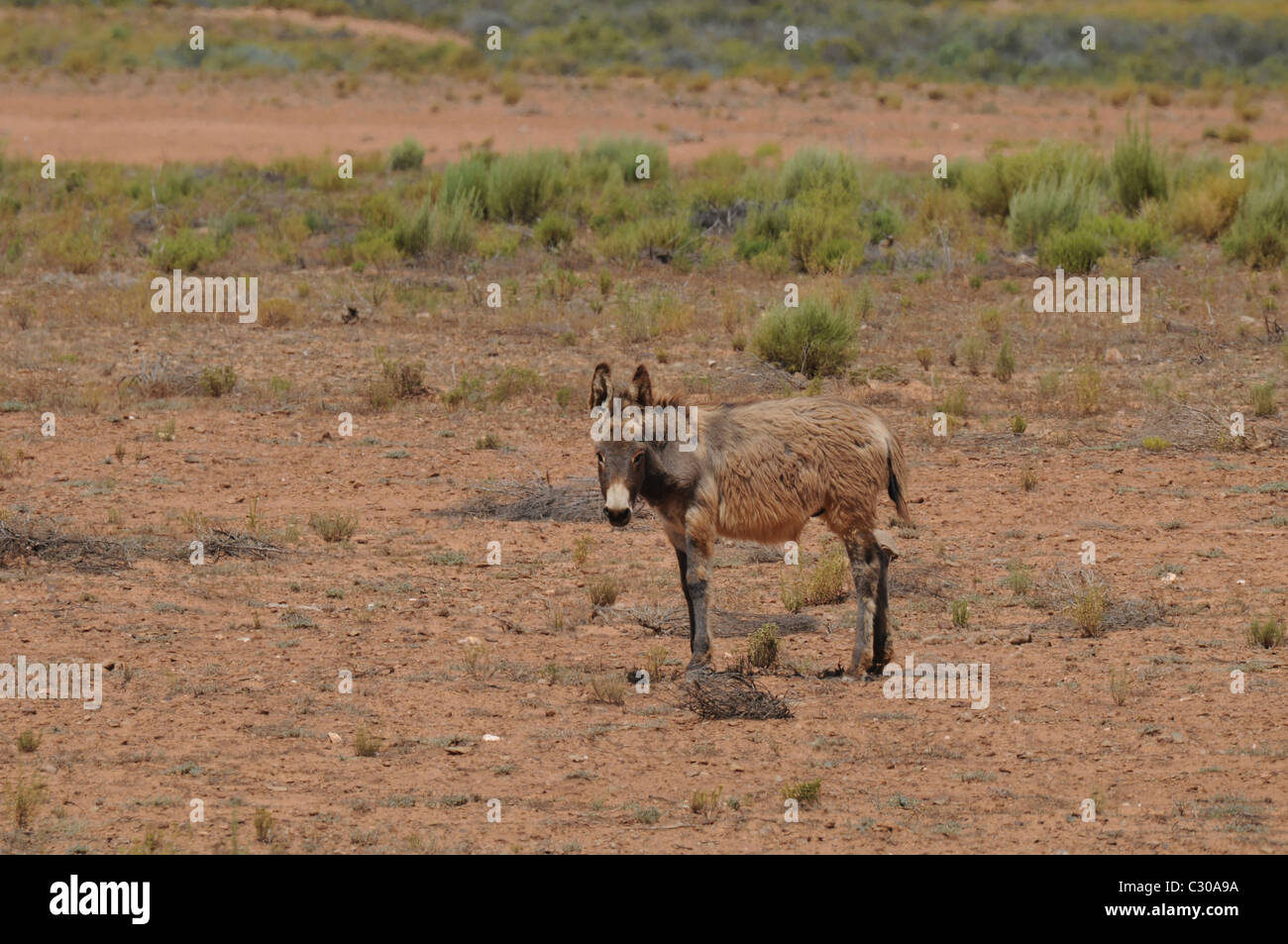 Donkey in the semi-desert, small donkey on a large landscape Stock ...