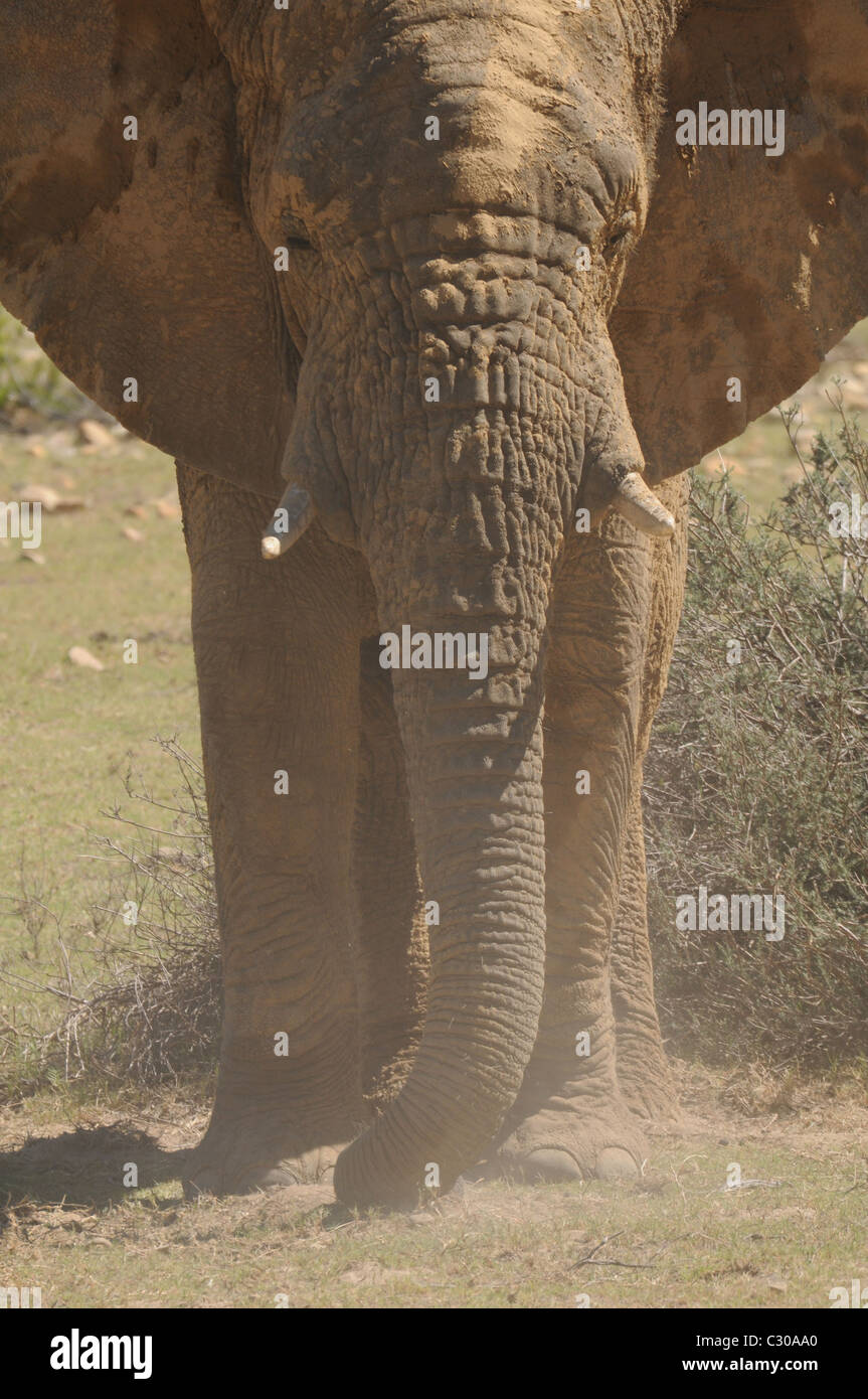 Portrait of an African elephant on a dusty ground Stock Photo - Alamy