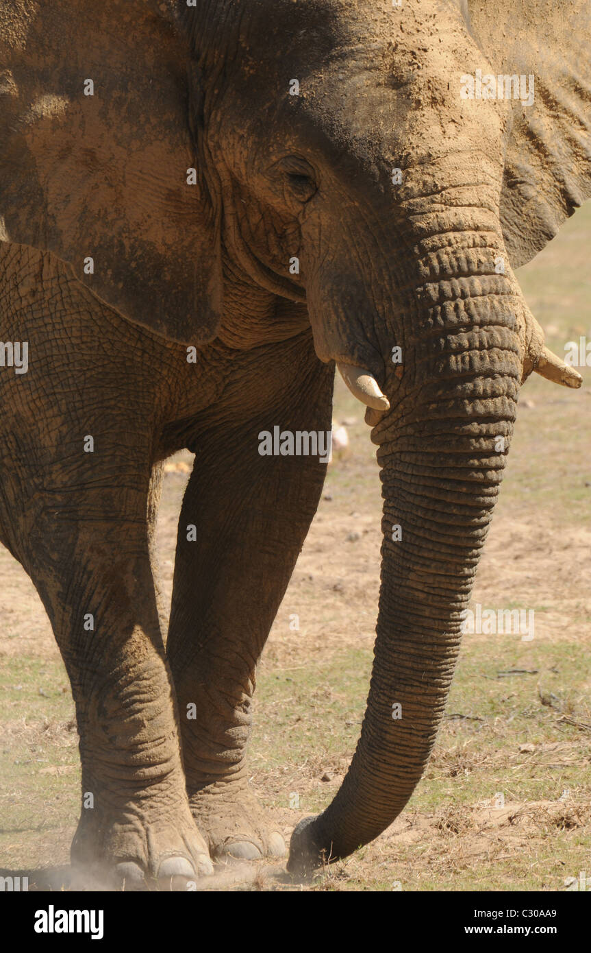 Portrait of an African elephant on a dusty ground Stock Photo - Alamy
