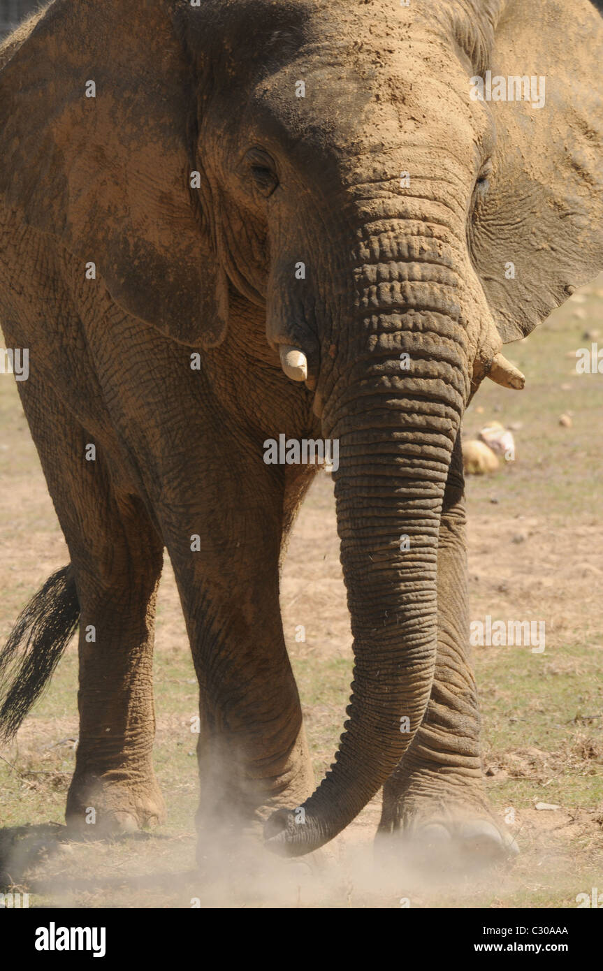 Portrait of an African elephant on a dusty ground Stock Photo - Alamy