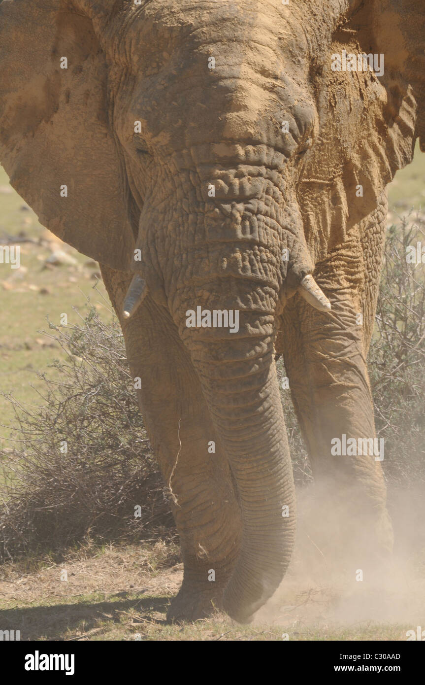 Portrait of an African elephant on a dusty ground Stock Photo - Alamy