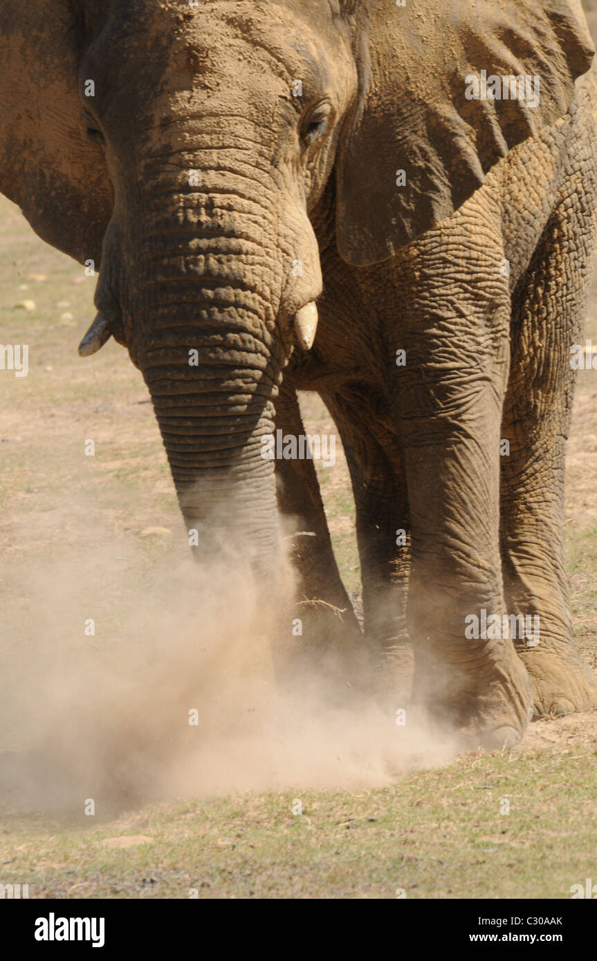Portrait of an African elephant on a dusty ground Stock Photo - Alamy
