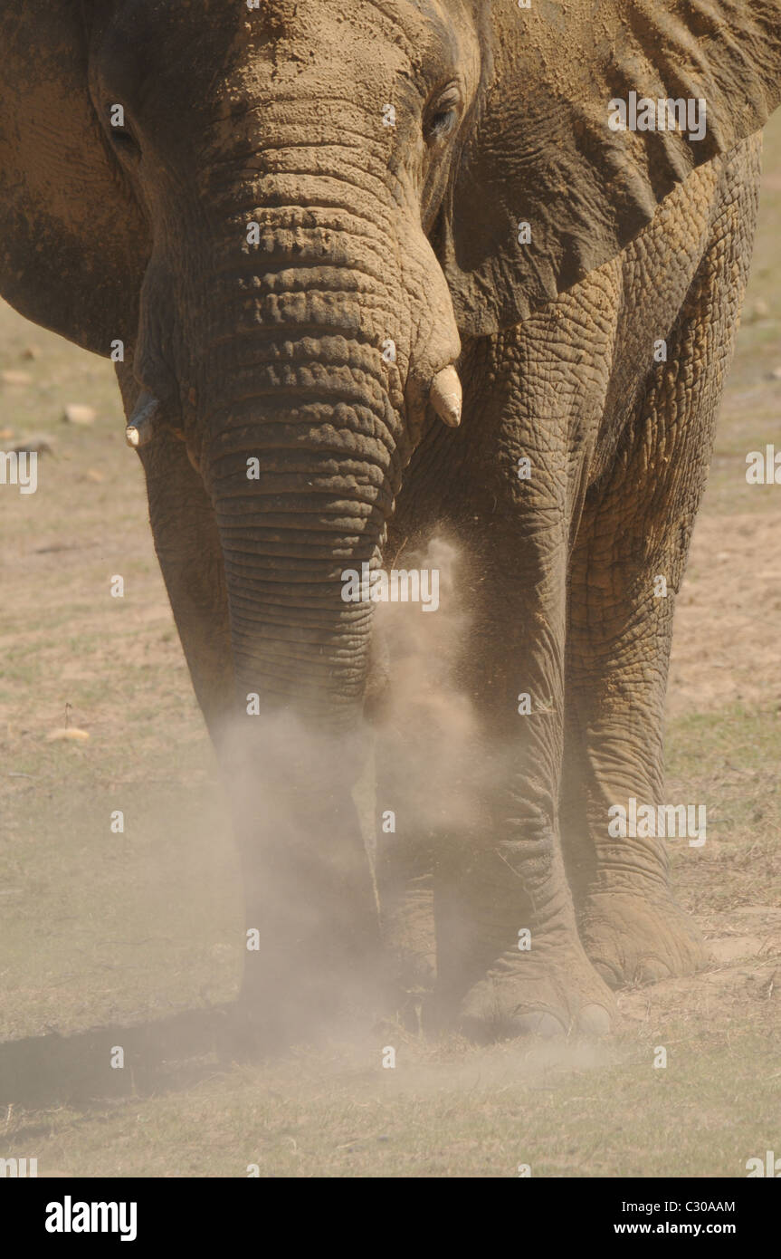 Portrait of an African elephant on a dusty ground Stock Photo - Alamy