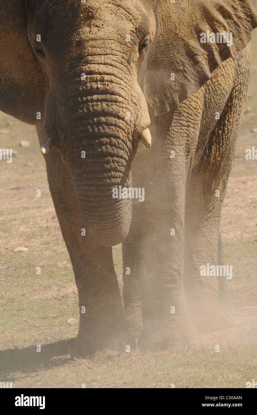Portrait of an African elephant on a dusty ground Stock Photo - Alamy