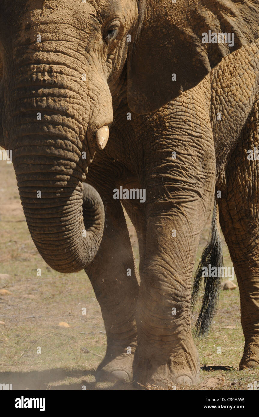 Portrait of an African elephant on a dusty ground Stock Photo - Alamy