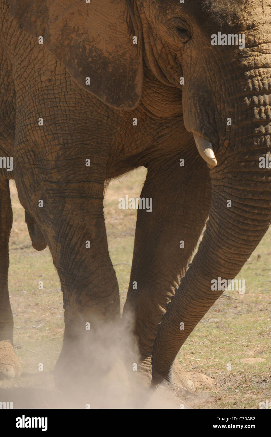 Portrait of an African elephant on a dusty ground Stock Photo - Alamy
