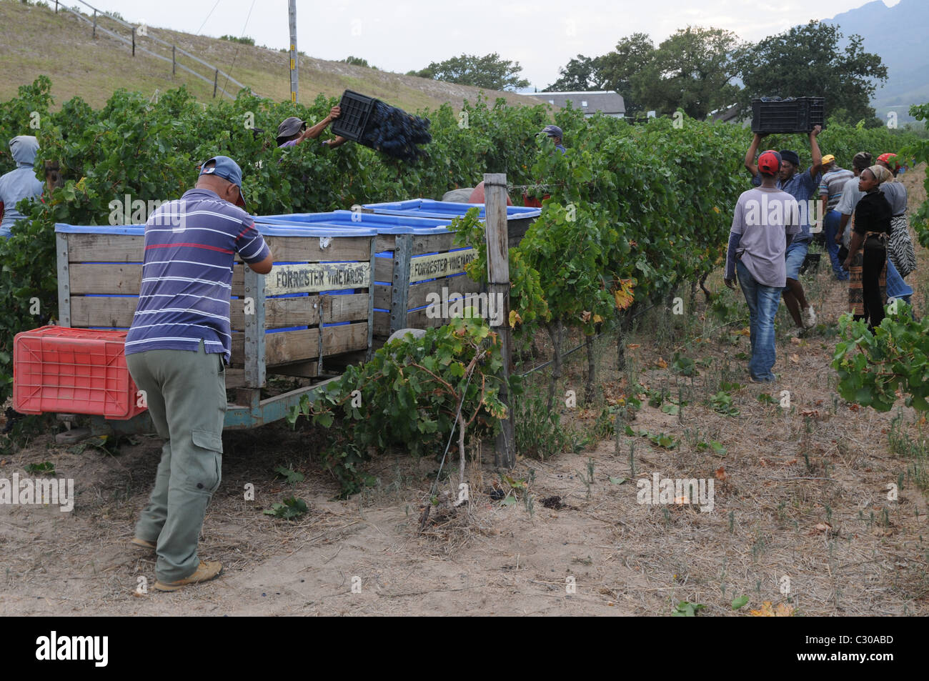 Harvesting of grapes, hire workers, hard work, grape bushes Stock Photo ...